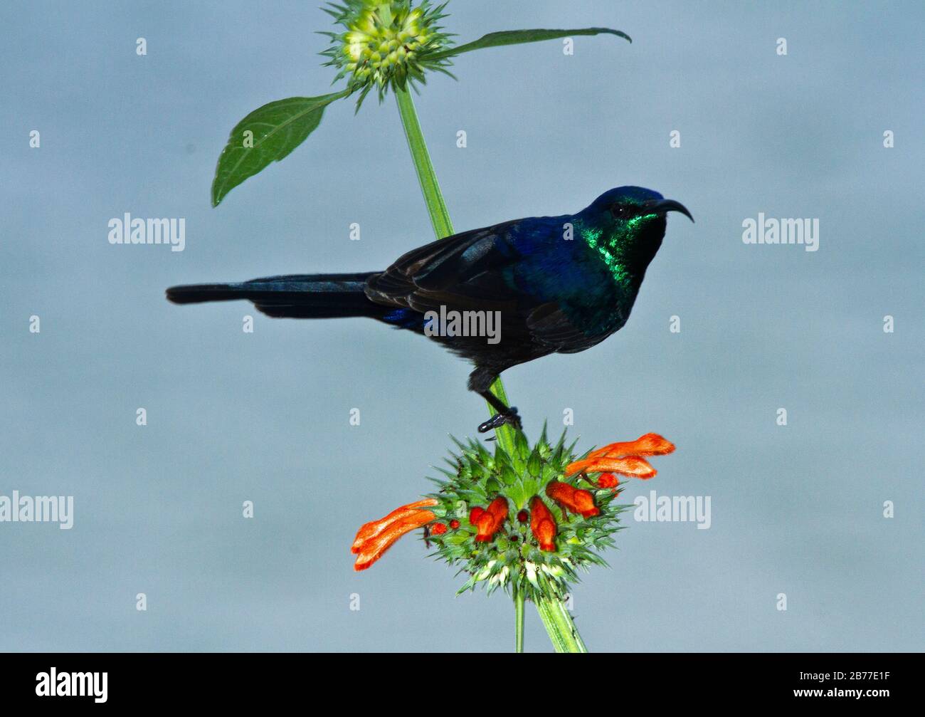 The glowing iridescence of the male Red-chested Sunbird. These small ...