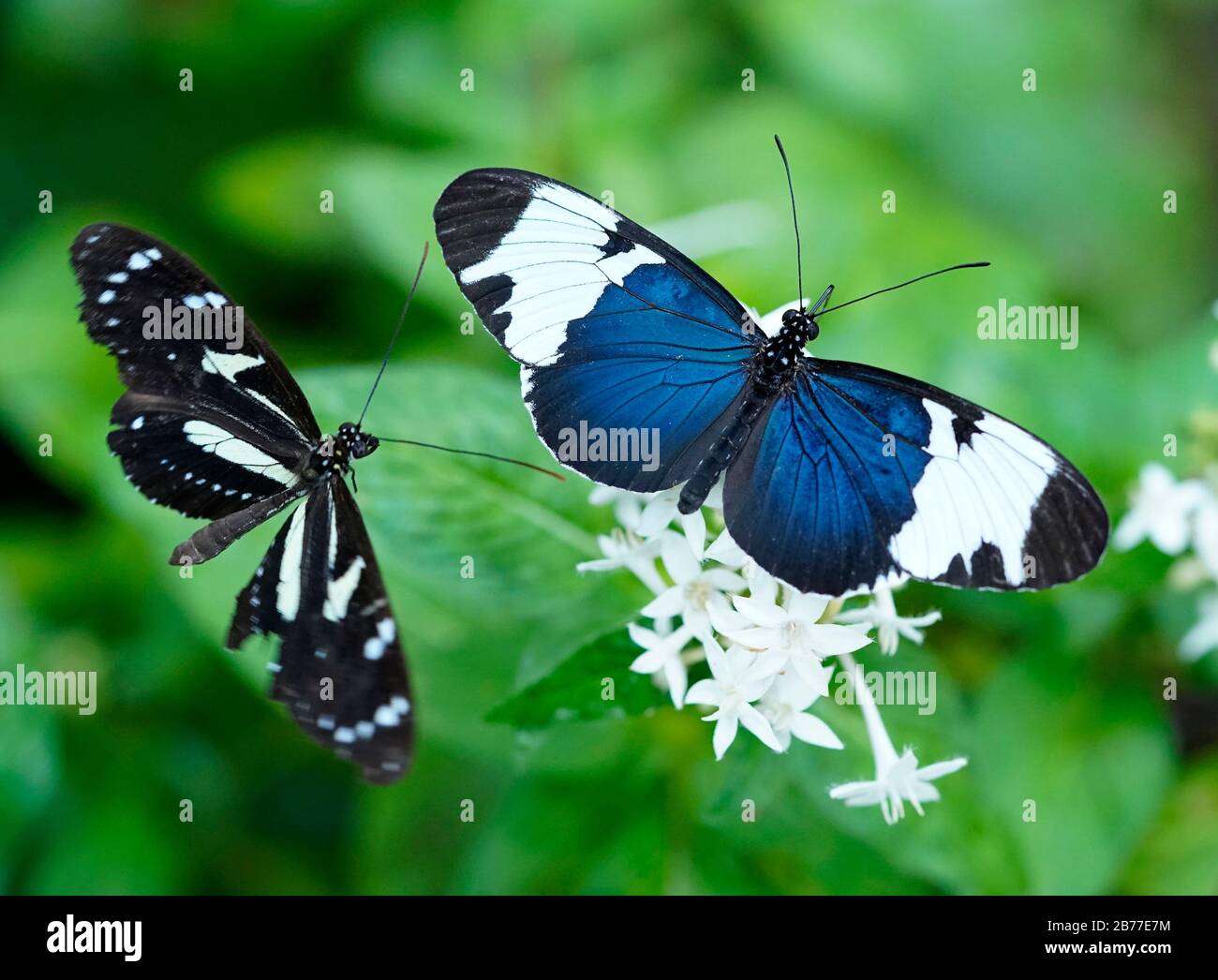 A butterfly is seen in Phoenix, Arizona Stock Photo - Alamy