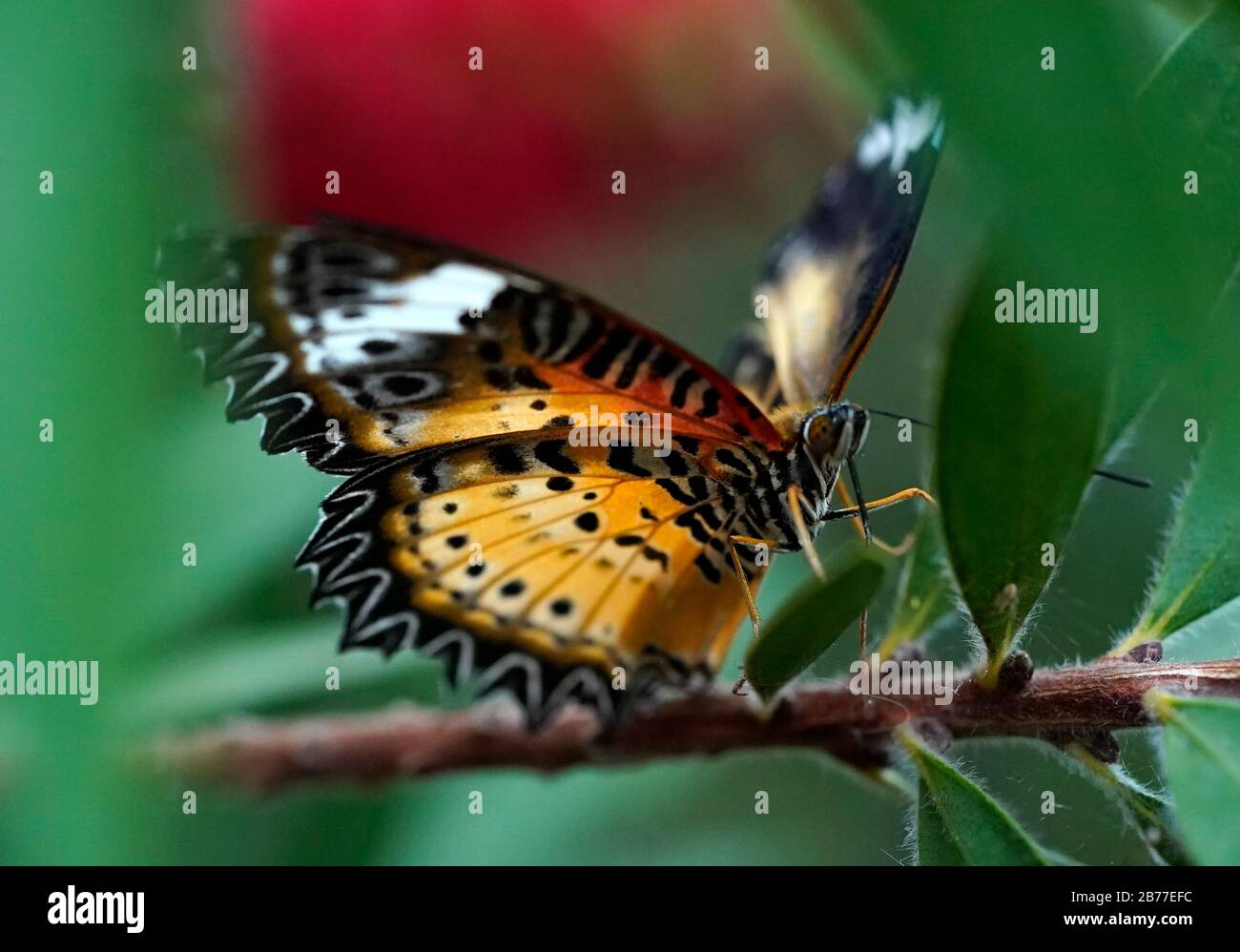 A butterfly is seen in Phoenix, Arizona Stock Photo - Alamy