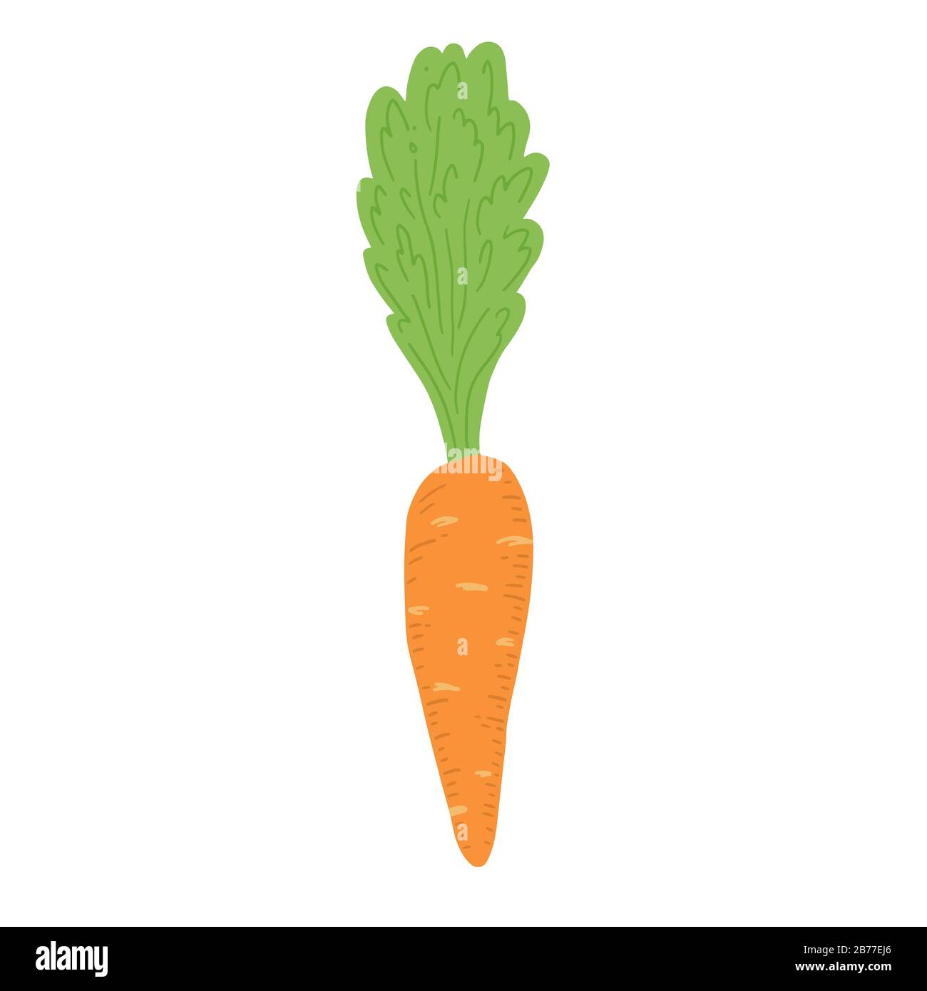 Carrot vector illustration isolated. Concept of healthy food, vegetable ...