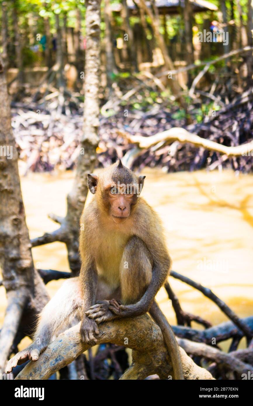 Cute monkey face . Funny monkey portrait. Monkey view. Monkey portrait ...