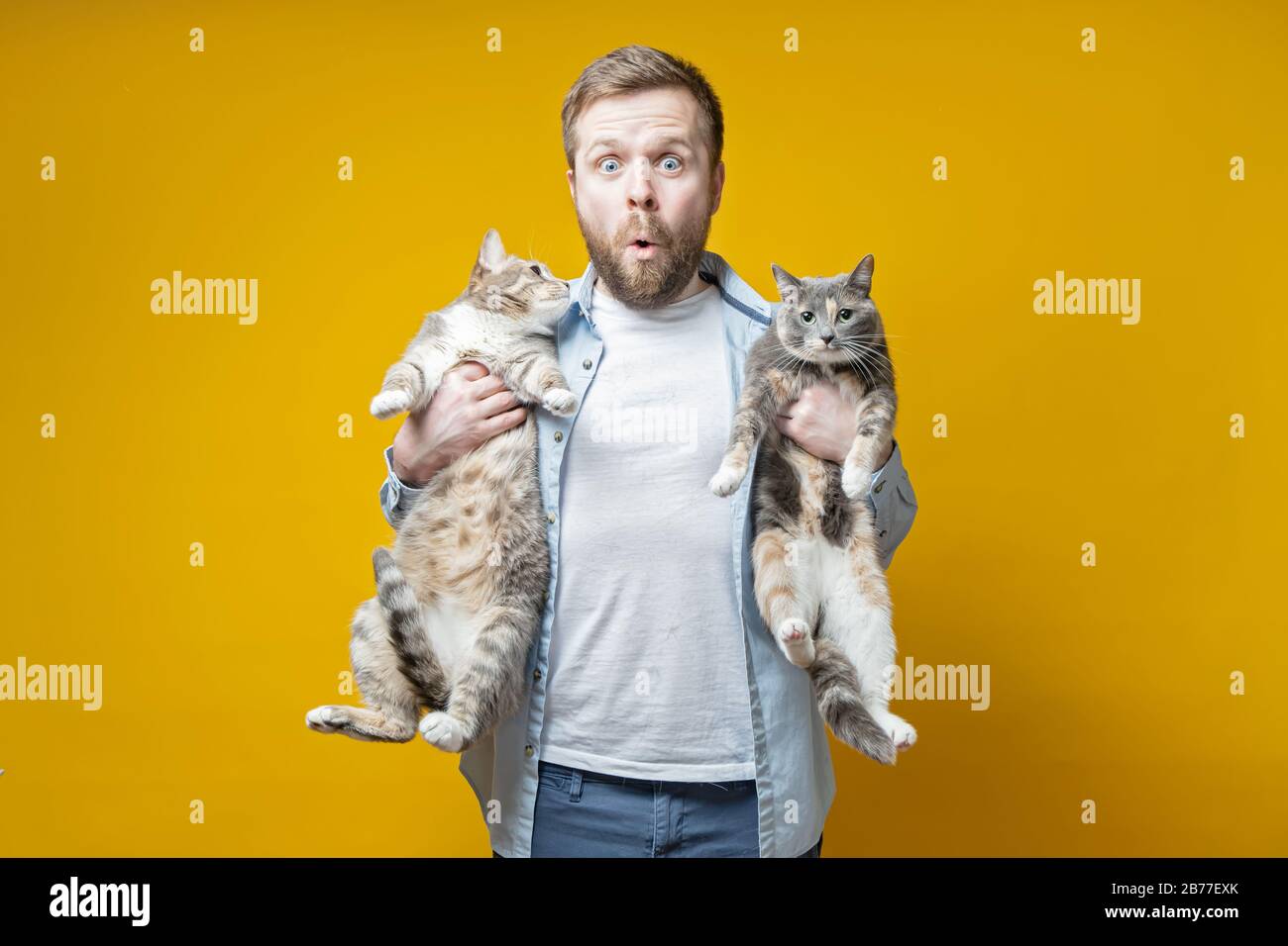 Man, the owner, holds in hands two of his cute cats and looks in ...