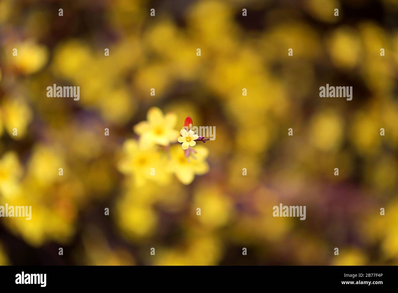 Annual sprout hi-res stock photography and images - Alamy