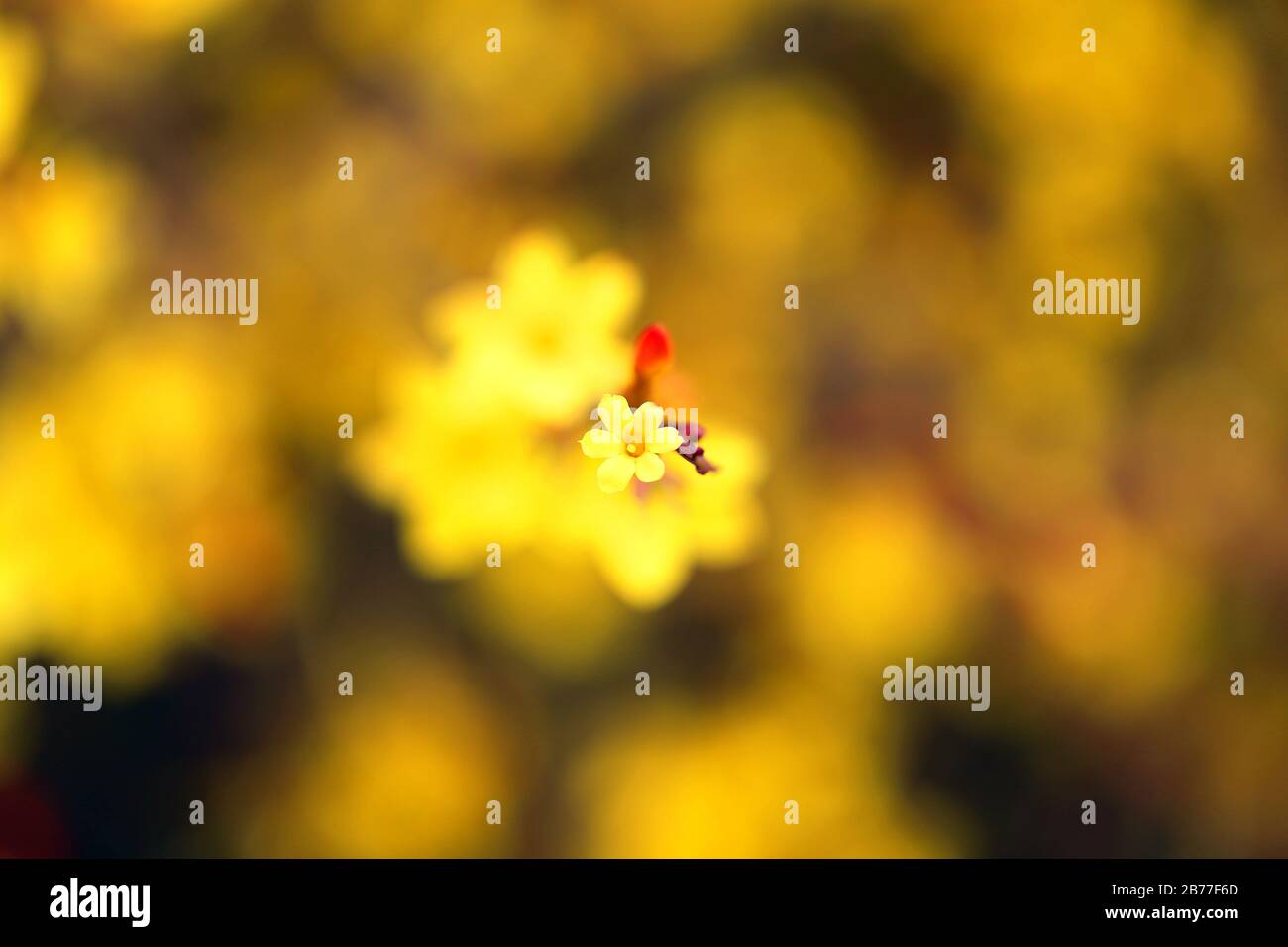 Annual sprout High Resolution Stock Photography and Images - Alamy