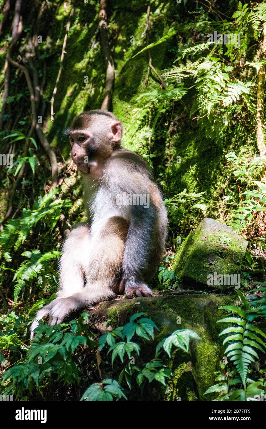 Chinese primates hi-res stock photography and images - Alamy
