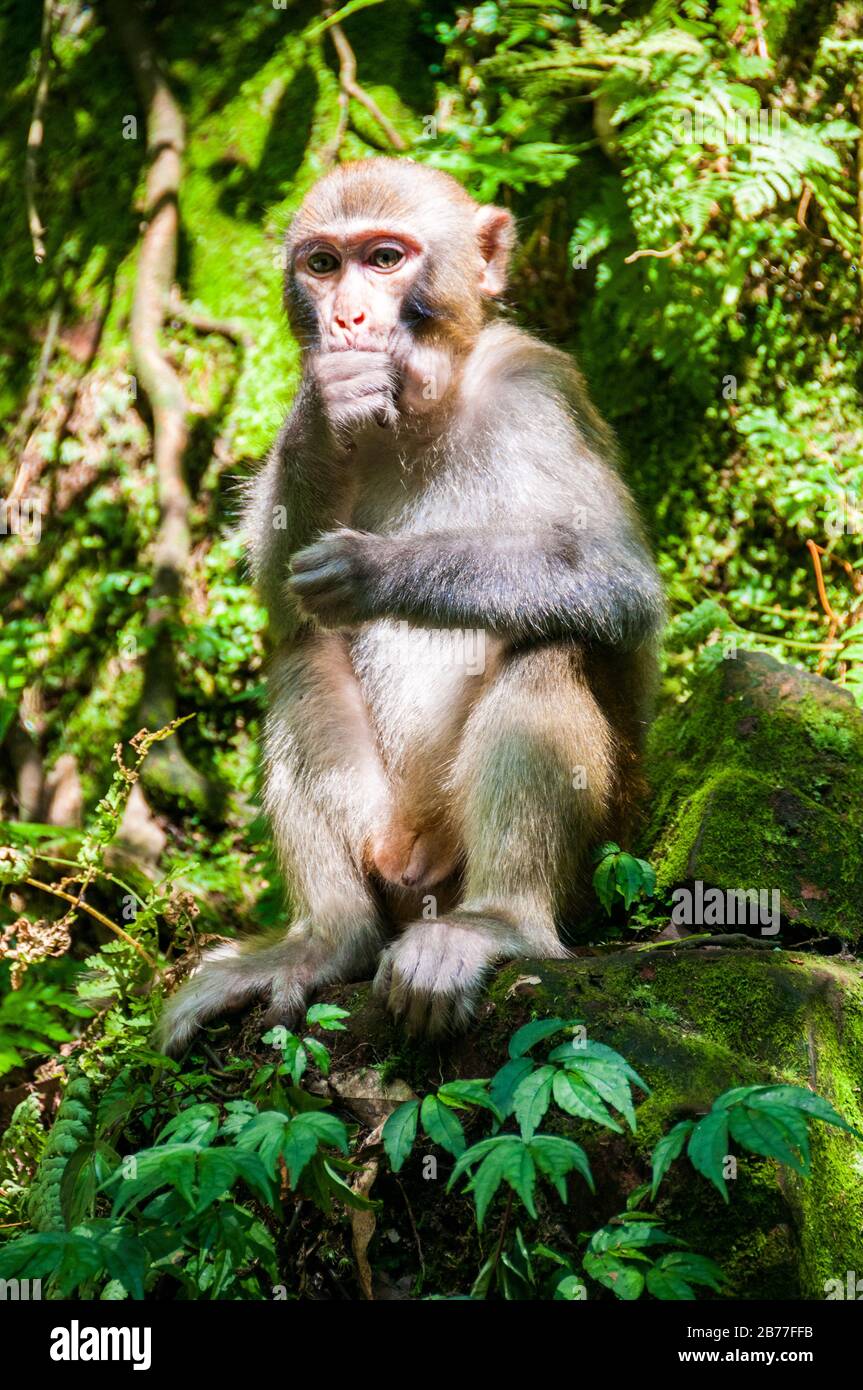 A male Rhesus macaque in the Golden Whip Stream area of Zhangjiajie ...