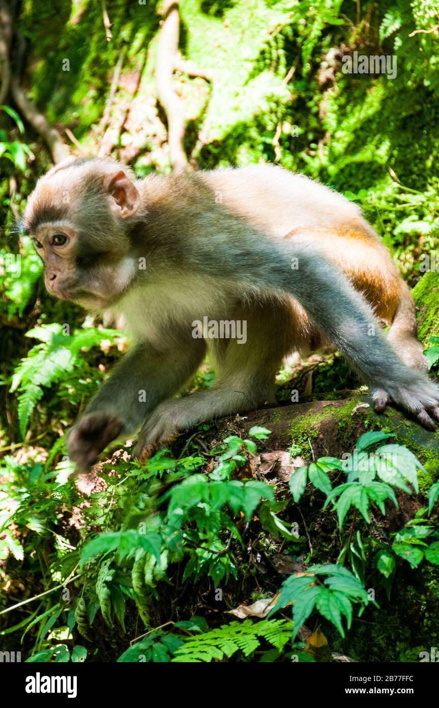 A Rhesus macaque in the Golden Whip Stream area of Zhangjiajie National ...