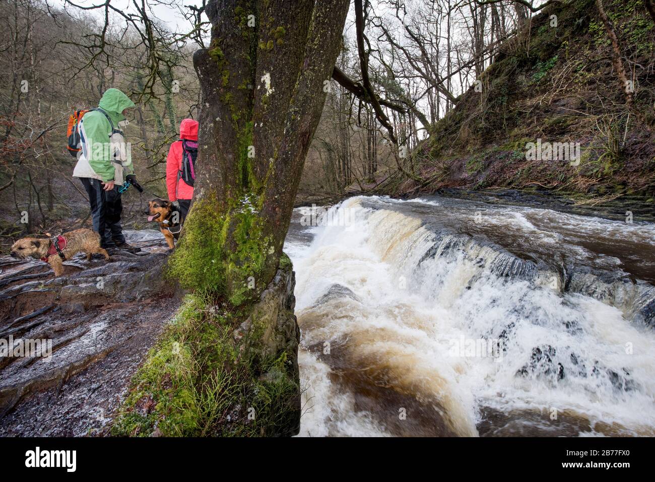 Four waterfalls walk brecon dog hi-res stock photography and images - Alamy