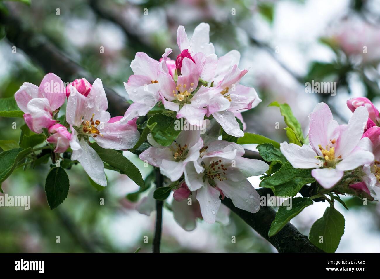 Bunch of flowers of an apple tree hi-res stock photography and images ...