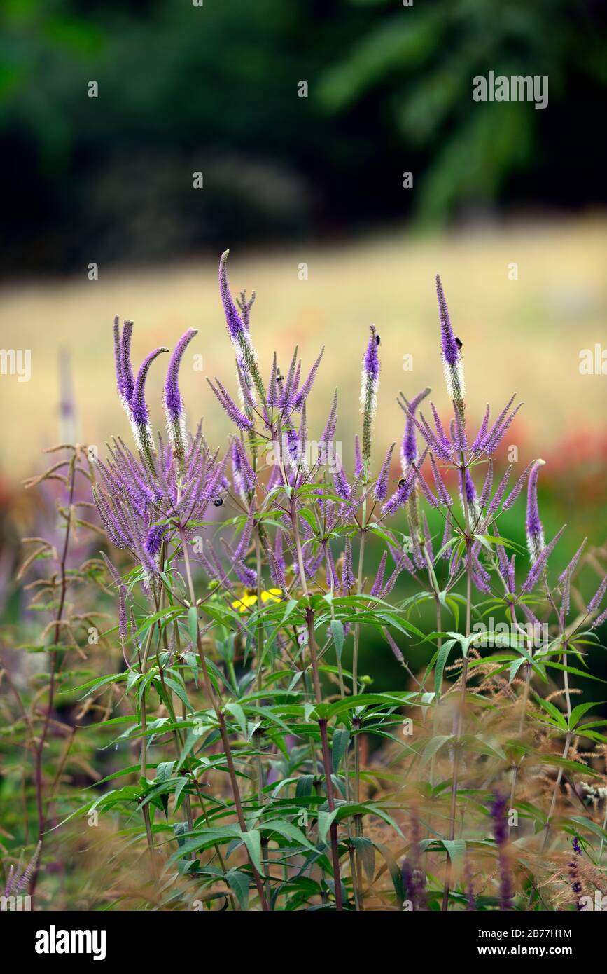 Veronicastrum virginicum Fascination,Culver's Root,lilac,pale blue ...