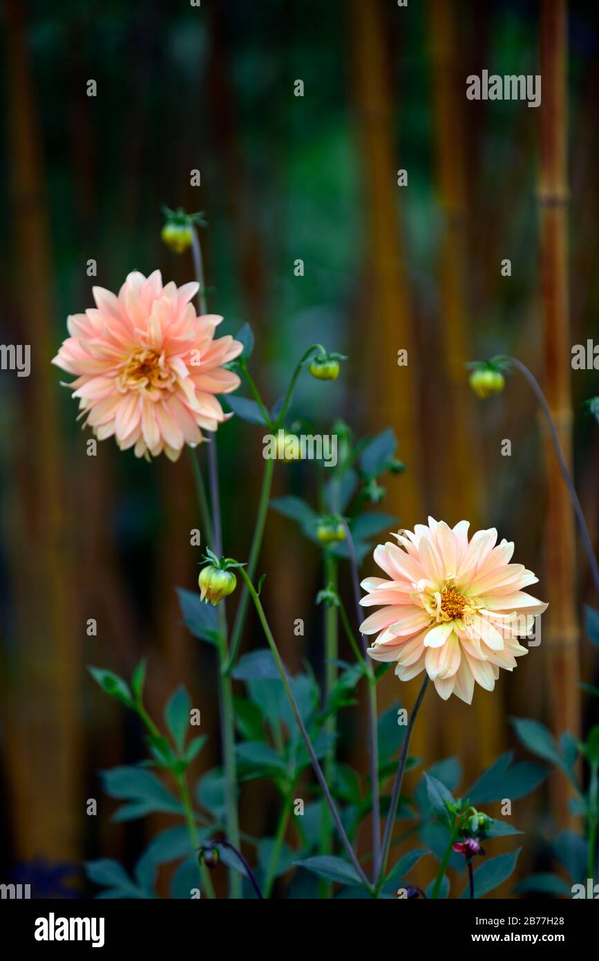 dahlia,dahlias,phyllostachys vivax aureocaulis, golden yellow Chinese ...