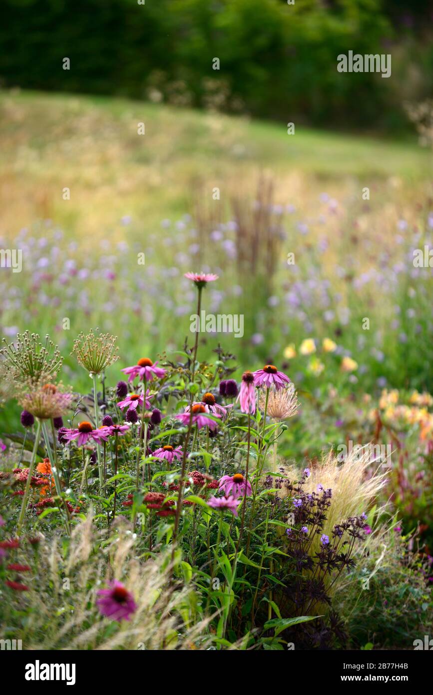 echinacea purpurea magnus,purple coneflower,coneflowers,flower,flowers ...