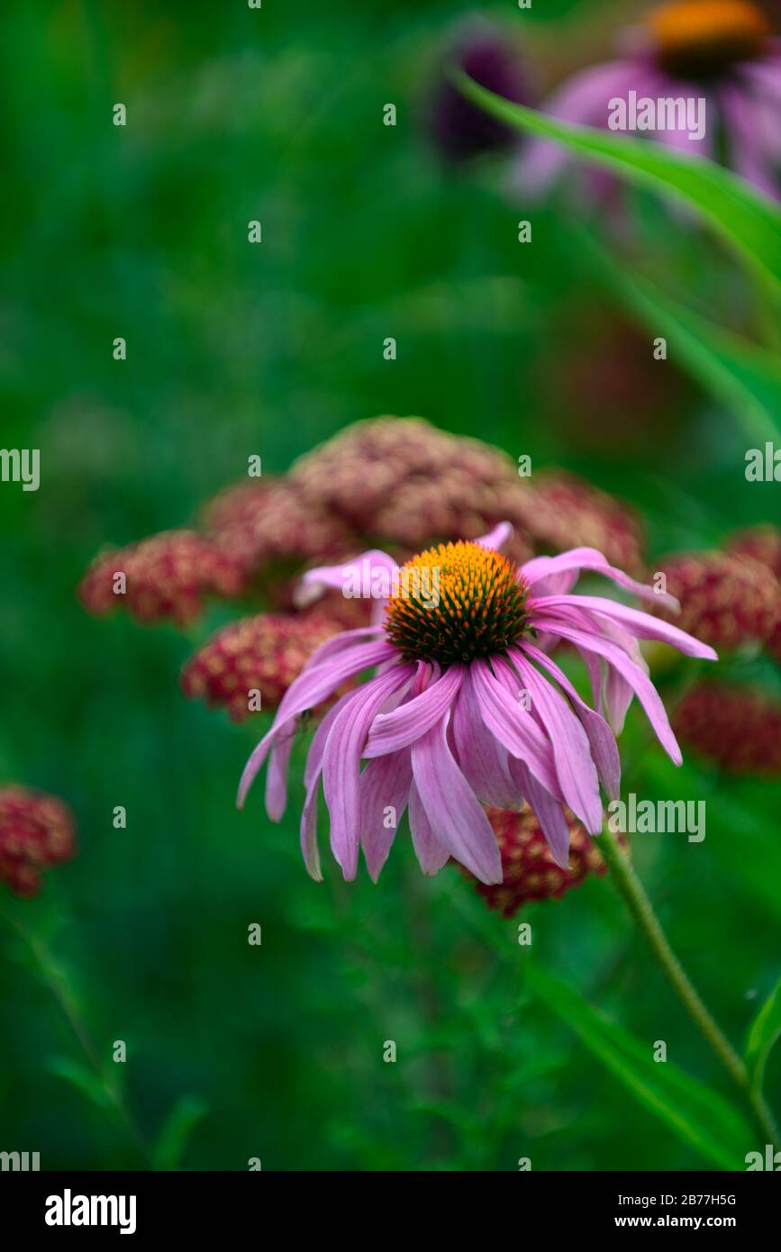 echinacea purpurea magnus,purple coneflower,achillea millefolium ...