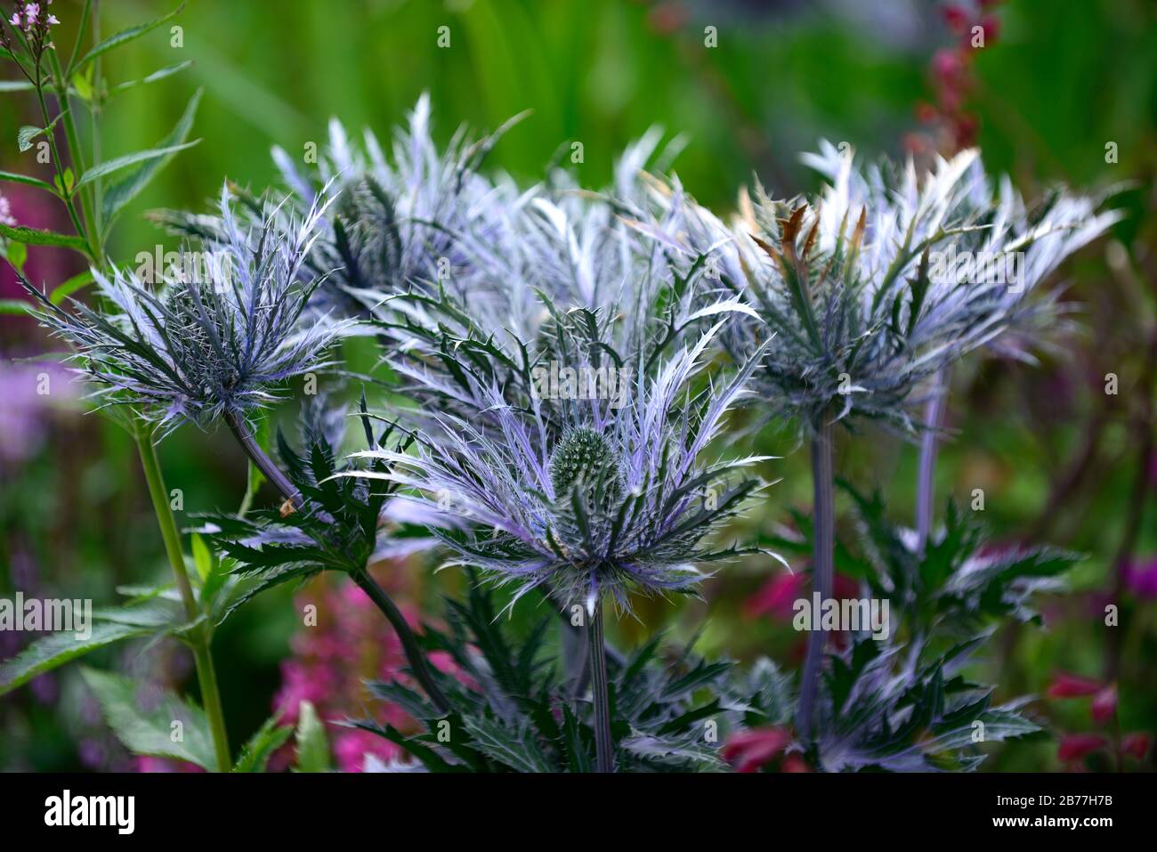 Silver blue flower hi-res stock photography and images - Alamy