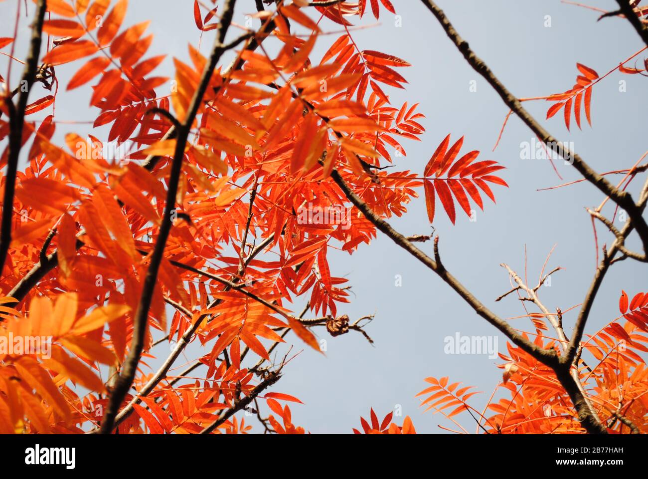 Fall foliage, red and orange leaves, branches and blue sky Stock Photo ...