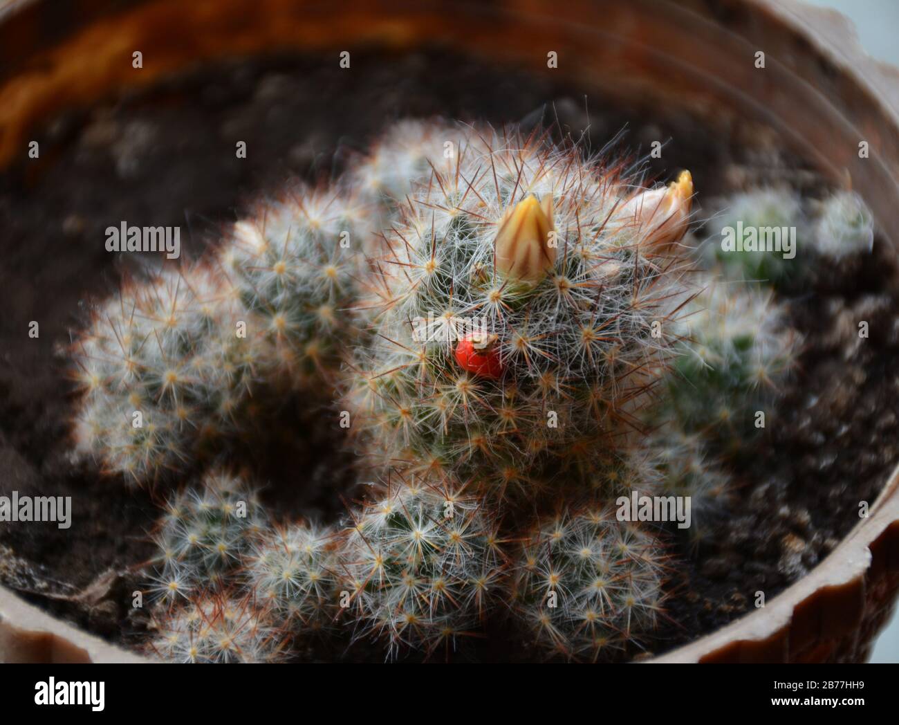 Bright yellow flower and red fruits of Mammillaria elongata (ladyfinger ...