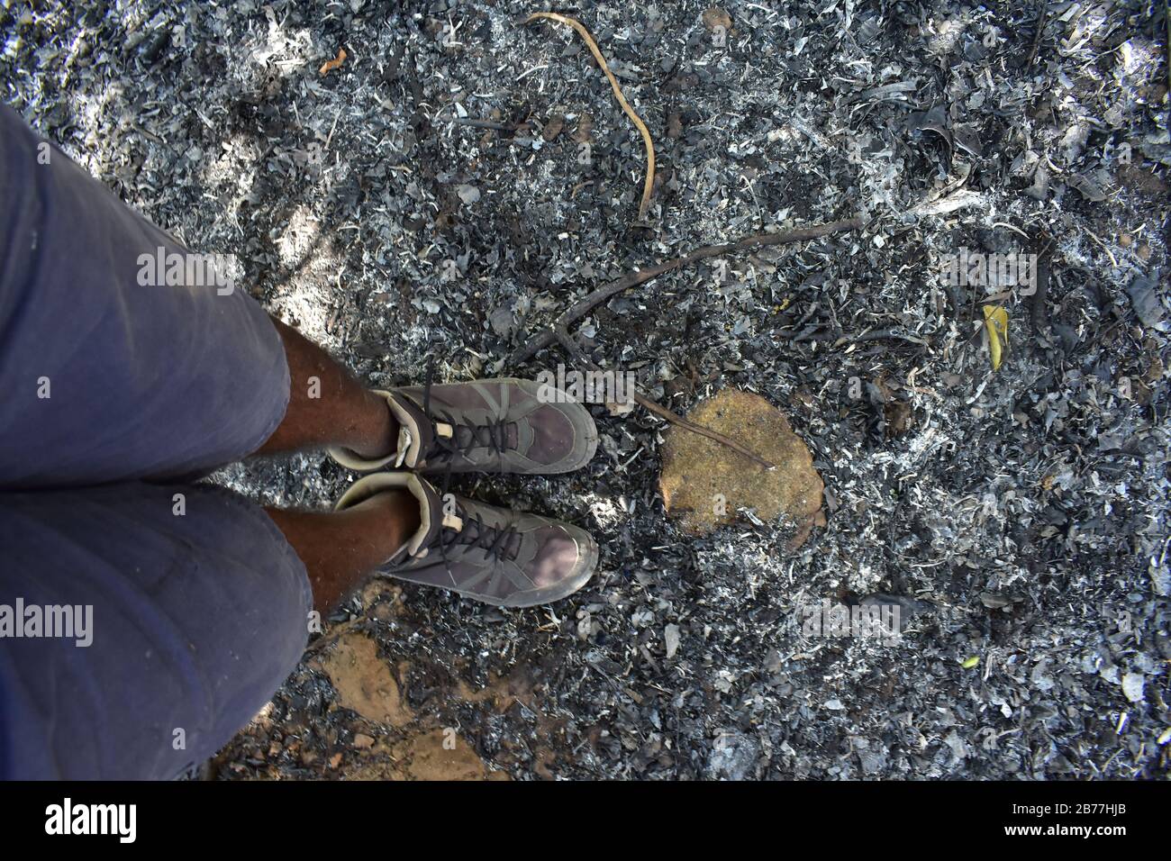 standing in ash of forest fire in kerala Stock Photo - Alamy
