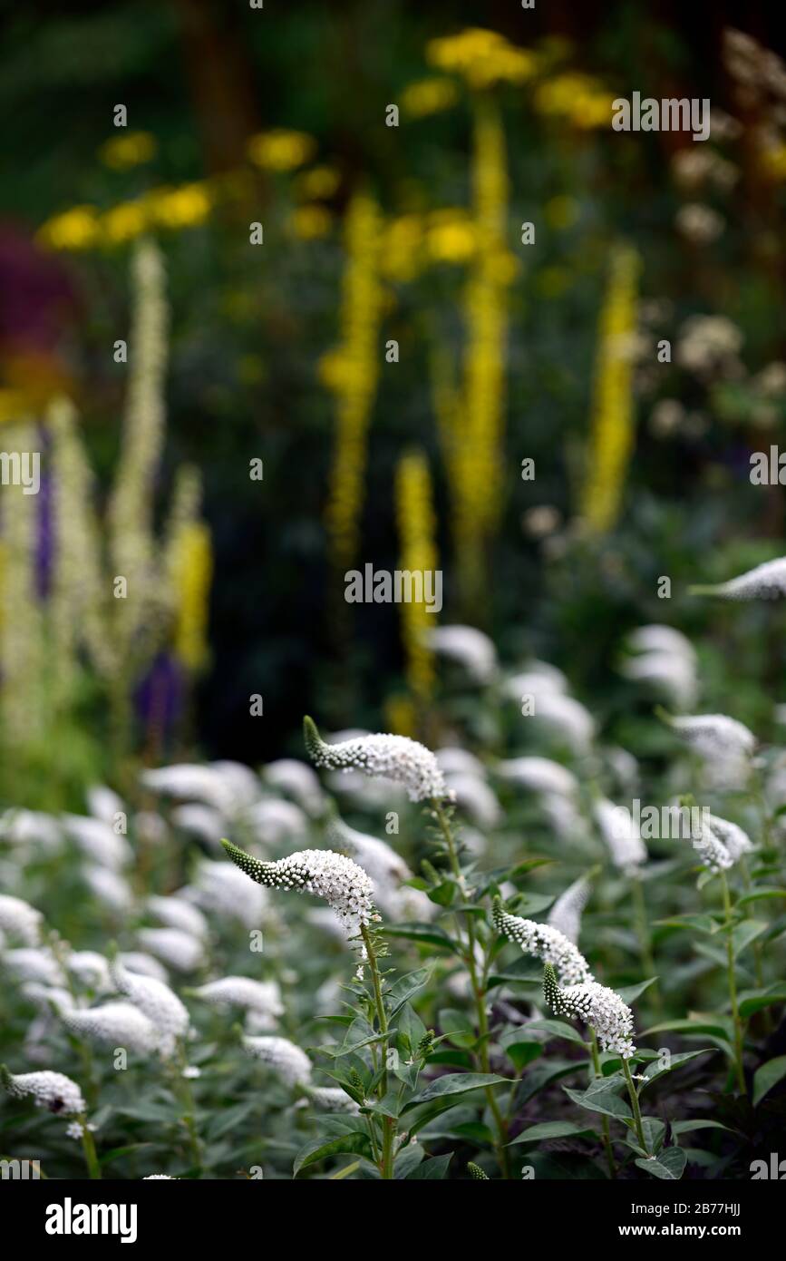 lysimachia barystachys,Gooseneck loosestrife, white, flower, flowers ...