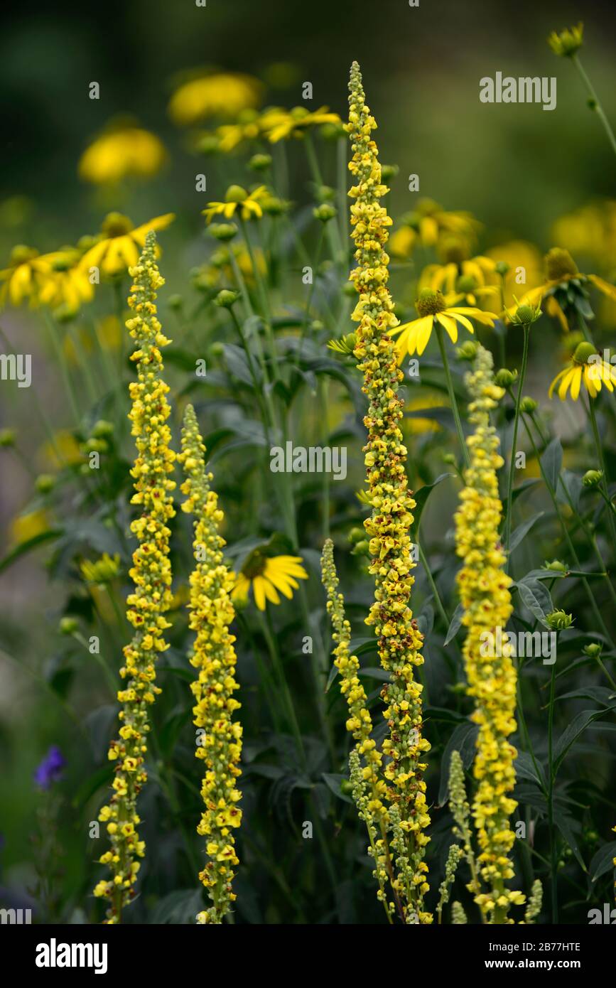Yellow flower spikes hi-res stock photography and images - Alamy