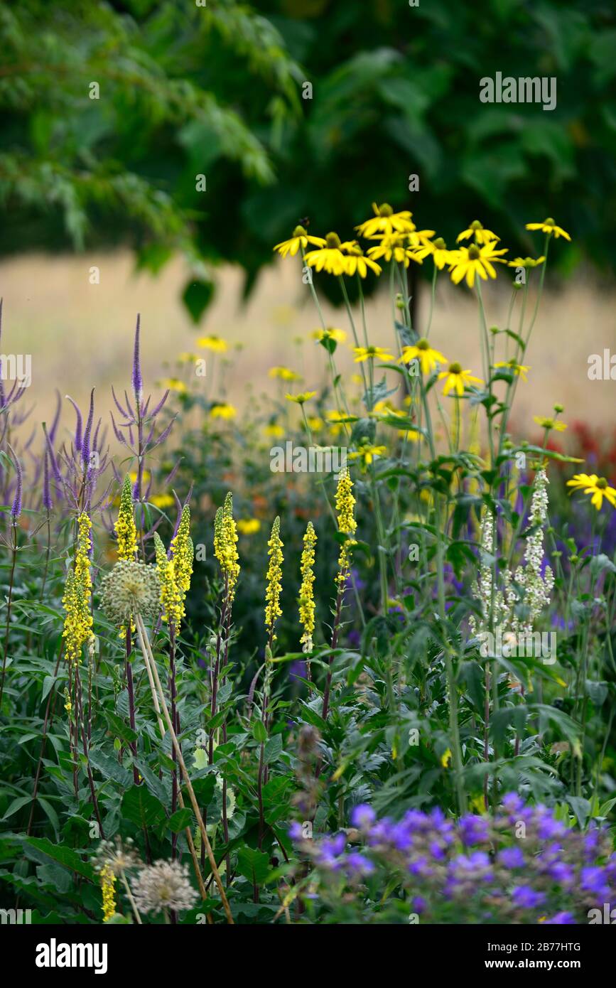 Verbascum chaixii sixteen candles,yellow flower spikes,spires,mullein ...