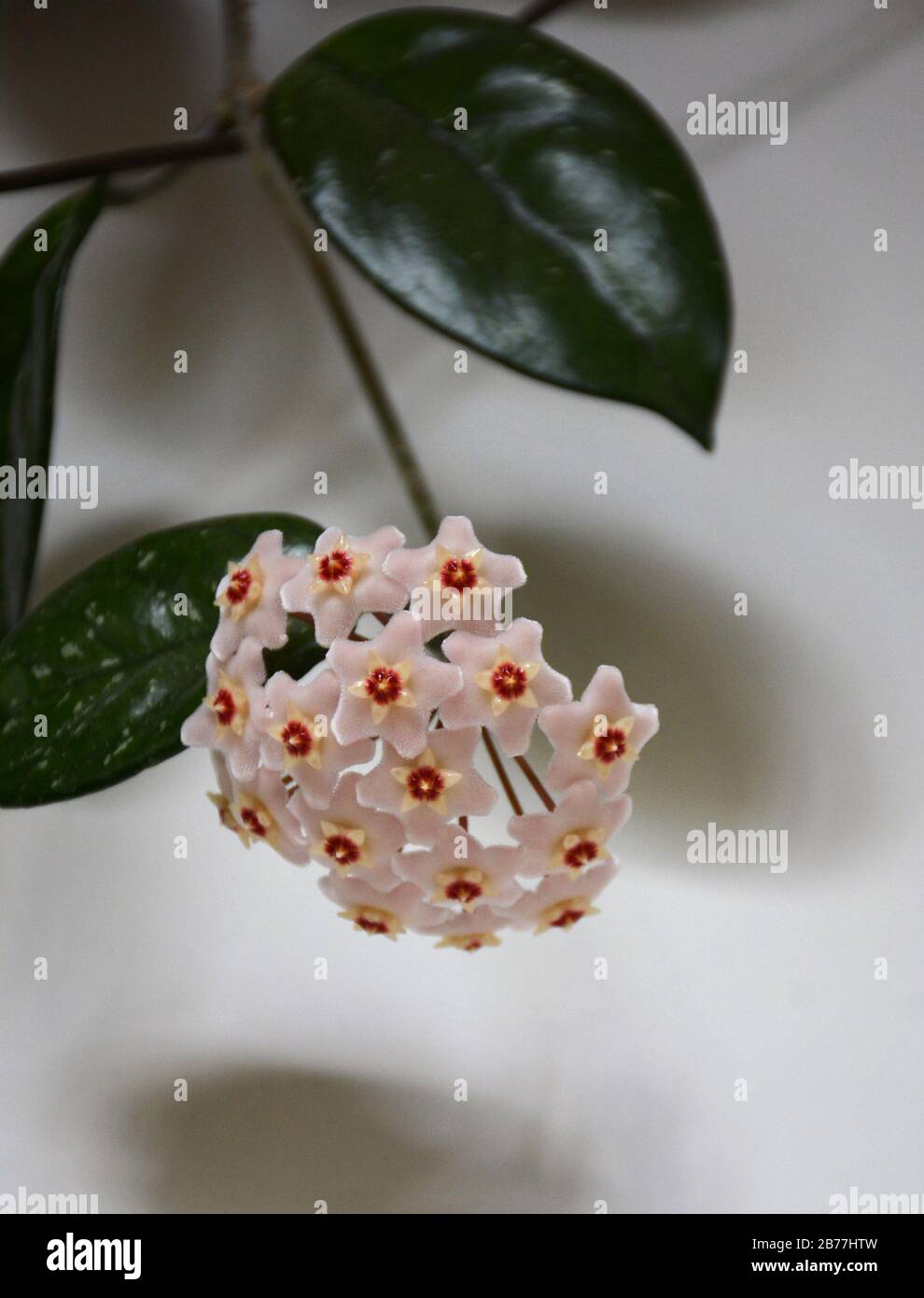 Hoya carnosa flower. Porcelain flower or wax plant. Flower buds of Hoya ...