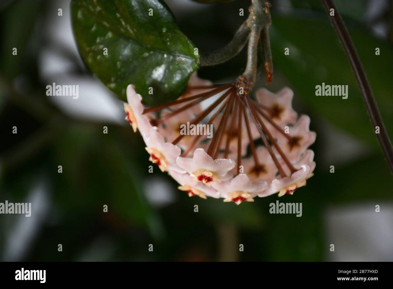 Wax plant hi-res stock photography and images - Alamy