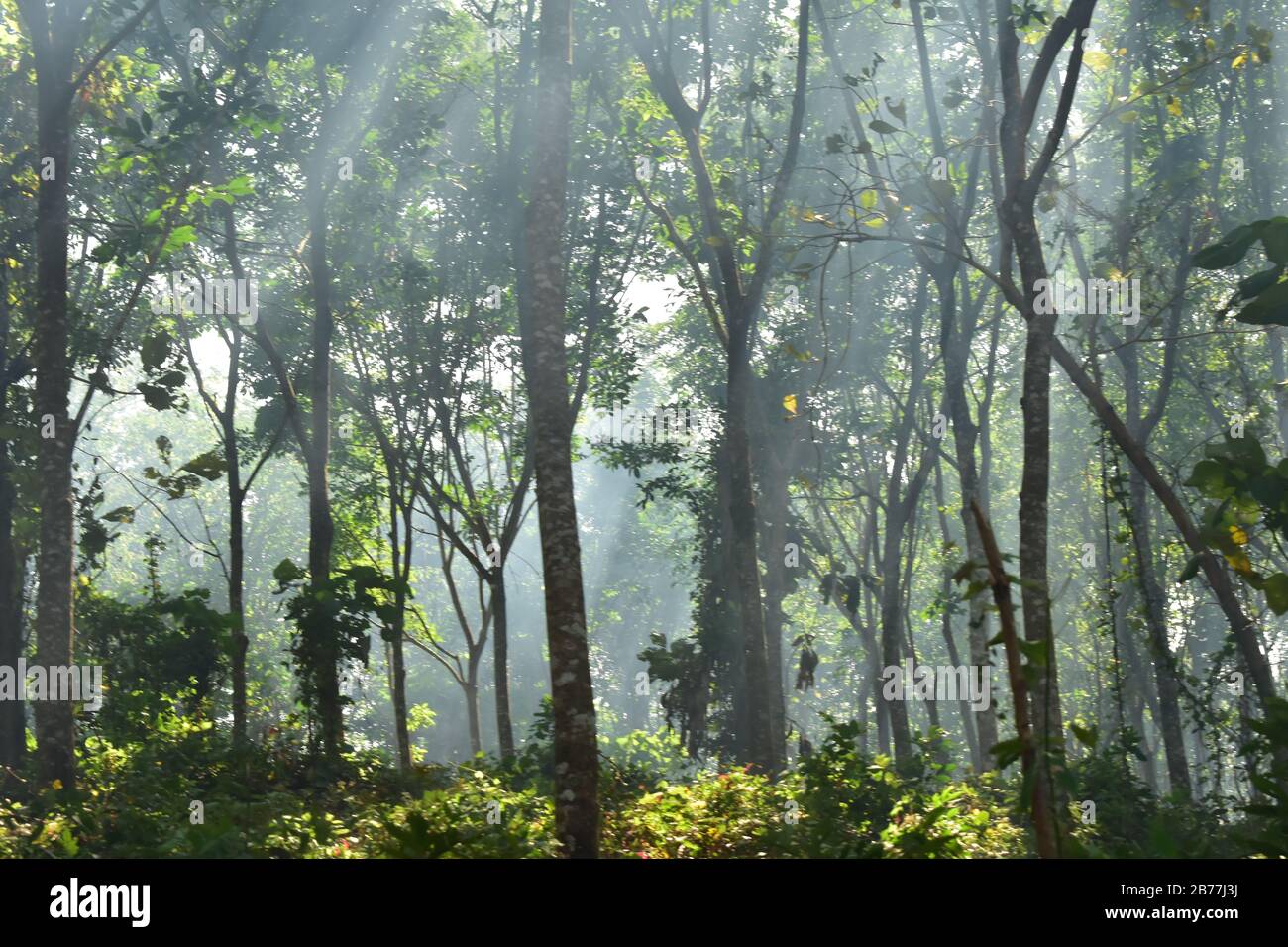 beautiful sun light through smoke Stock Photo - Alamy
