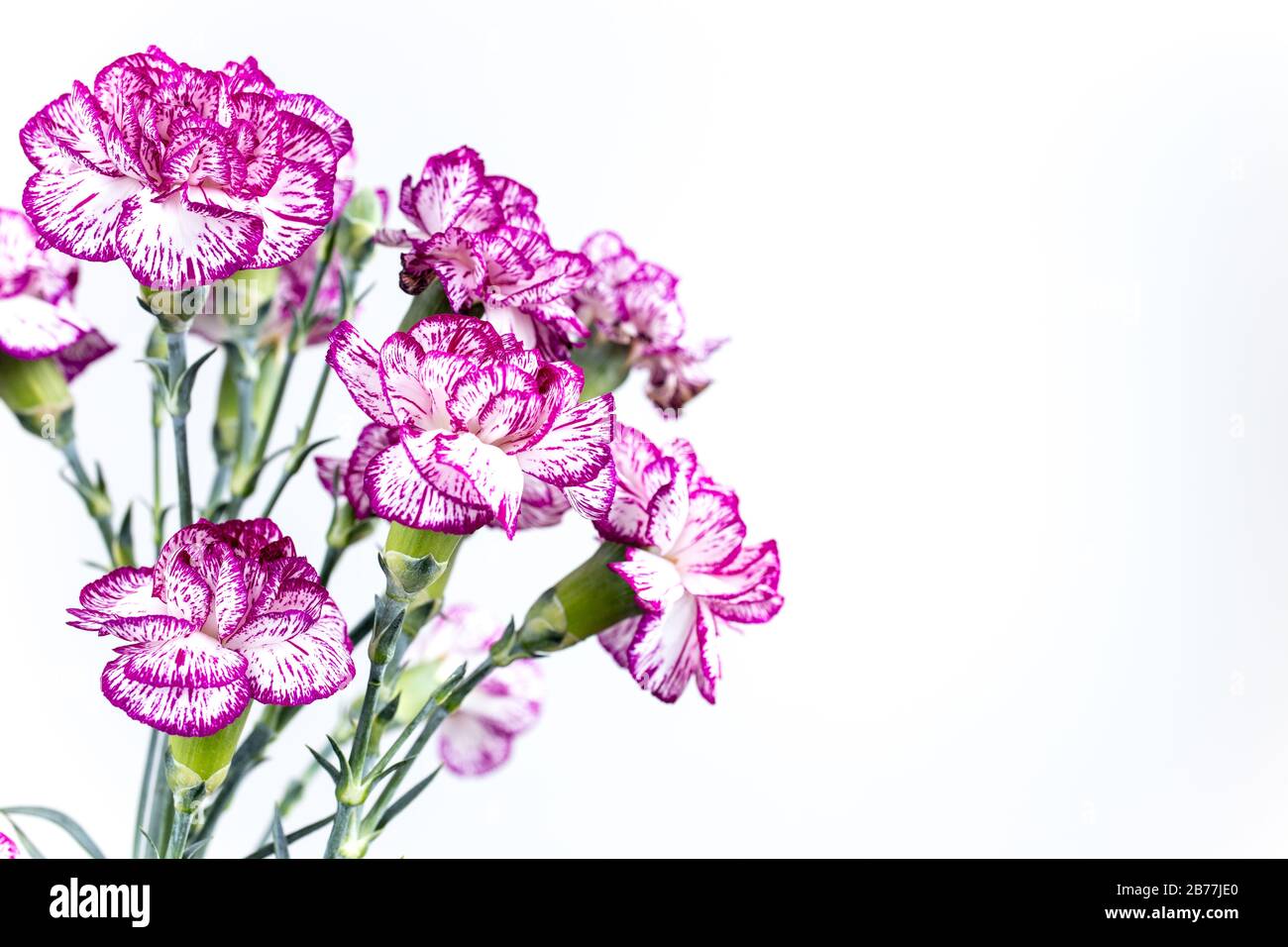 beautiful carnation flowers isolated on white background Stock Photo ...