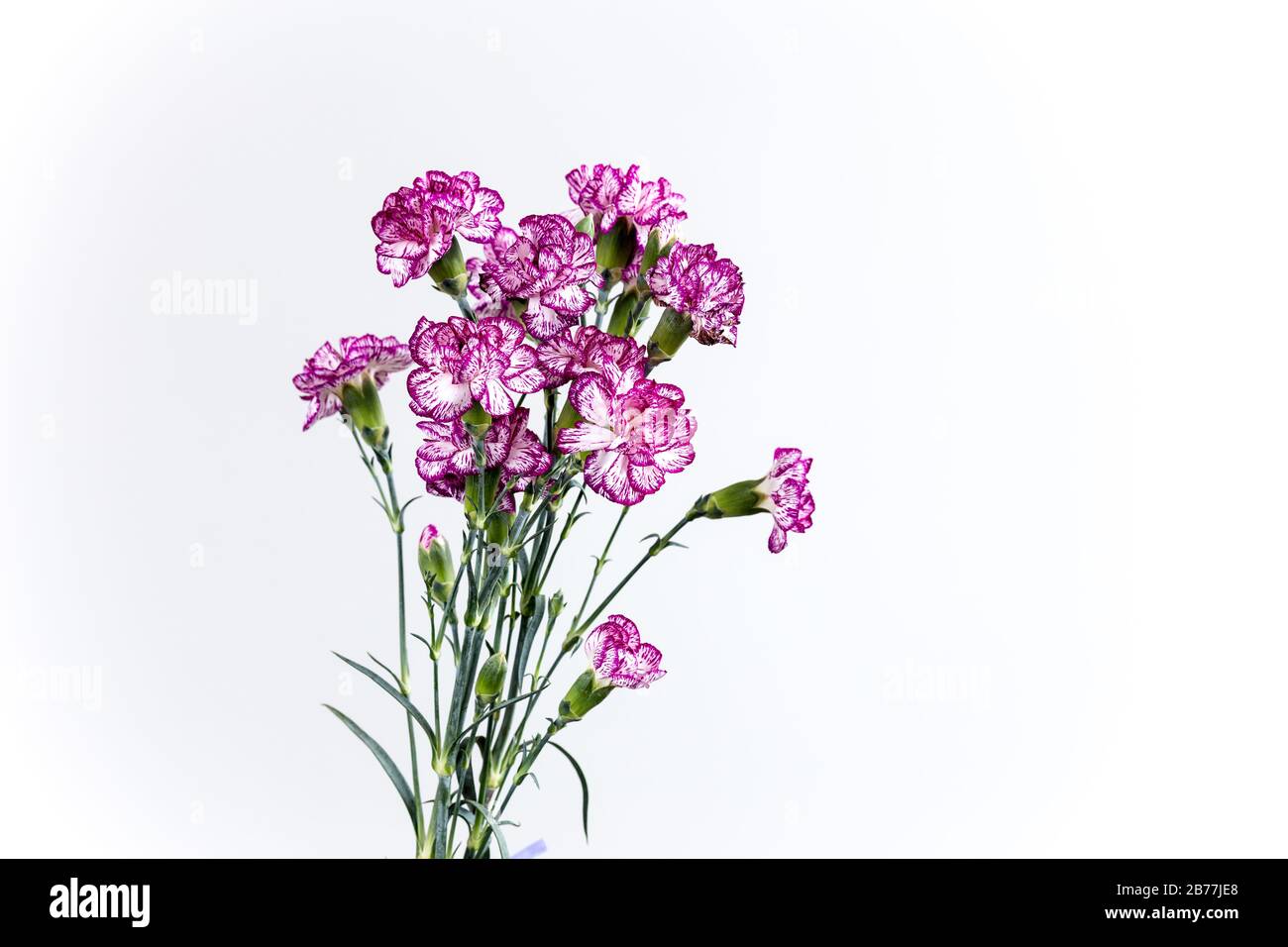 beautiful carnation flowers isolated on white background Stock Photo ...
