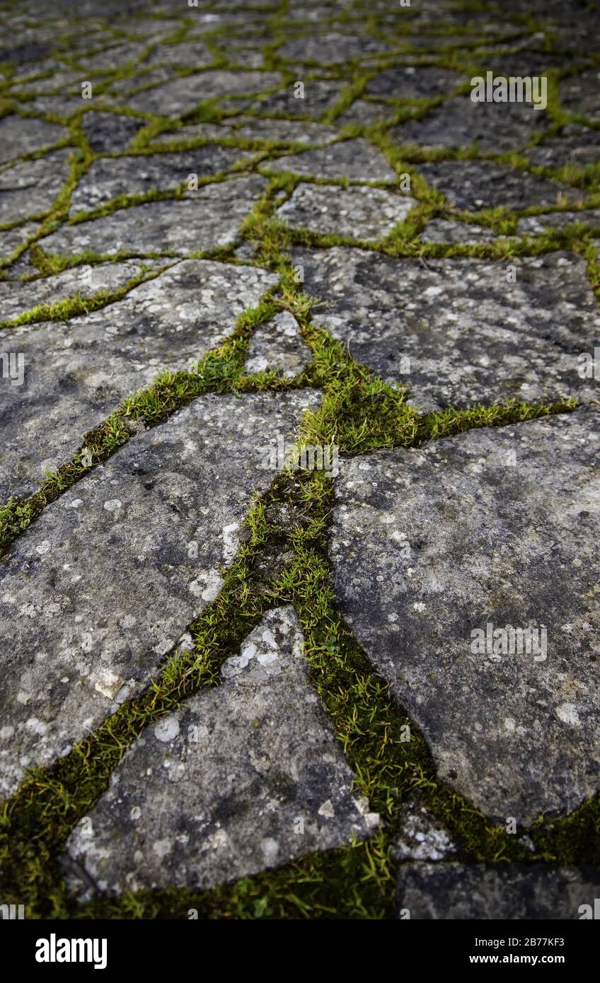 Stone floor with moss, detail of old floor Stock Photo - Alamy
