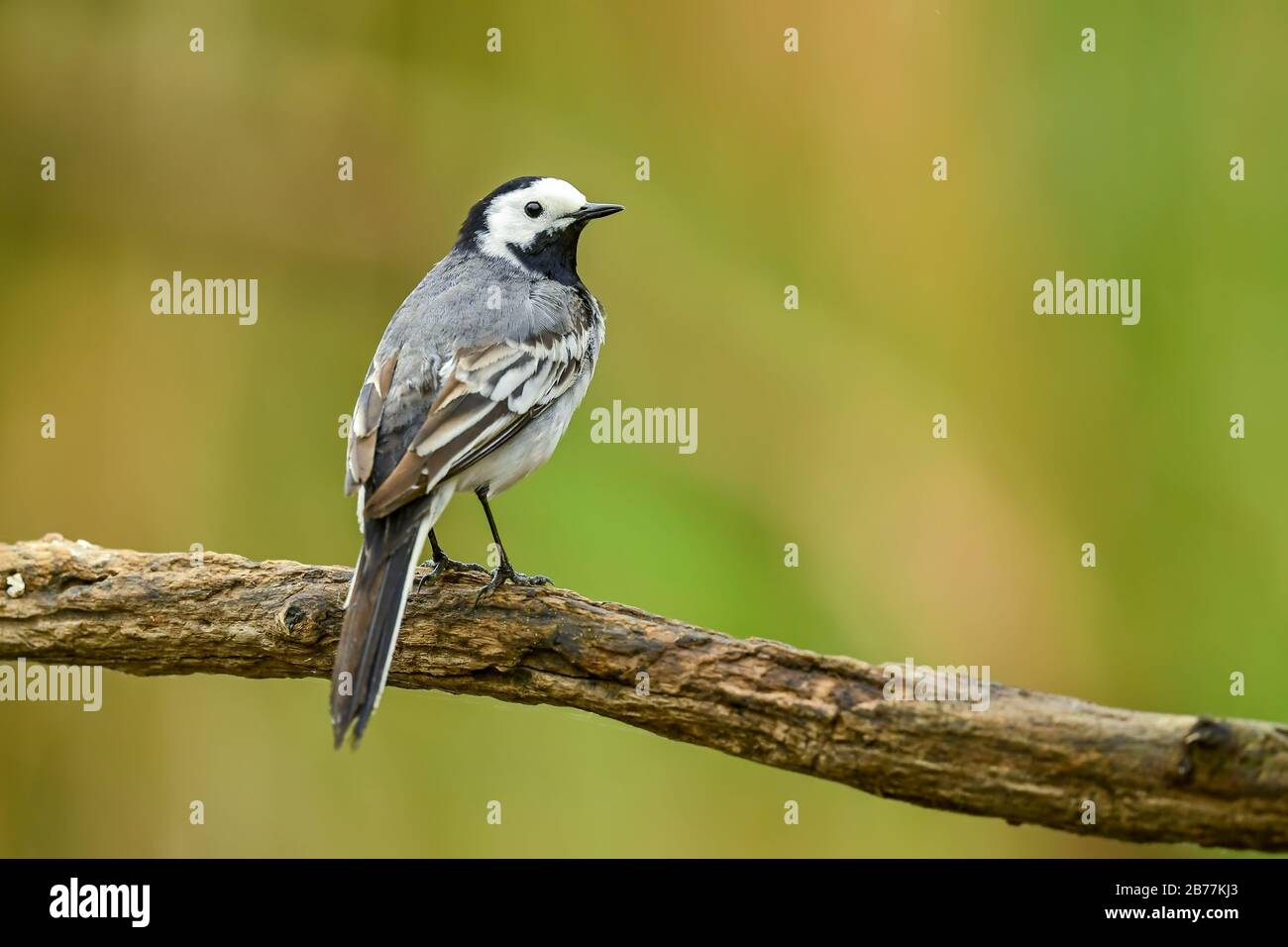 White Wagtail - Motacilla alba, small popular passerine bird from ...