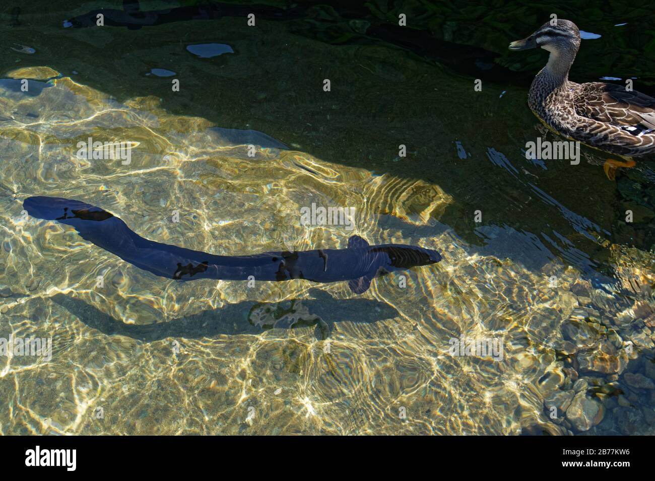 Tuna, or long finned eel is swimming in crystal clear water at Lake ...