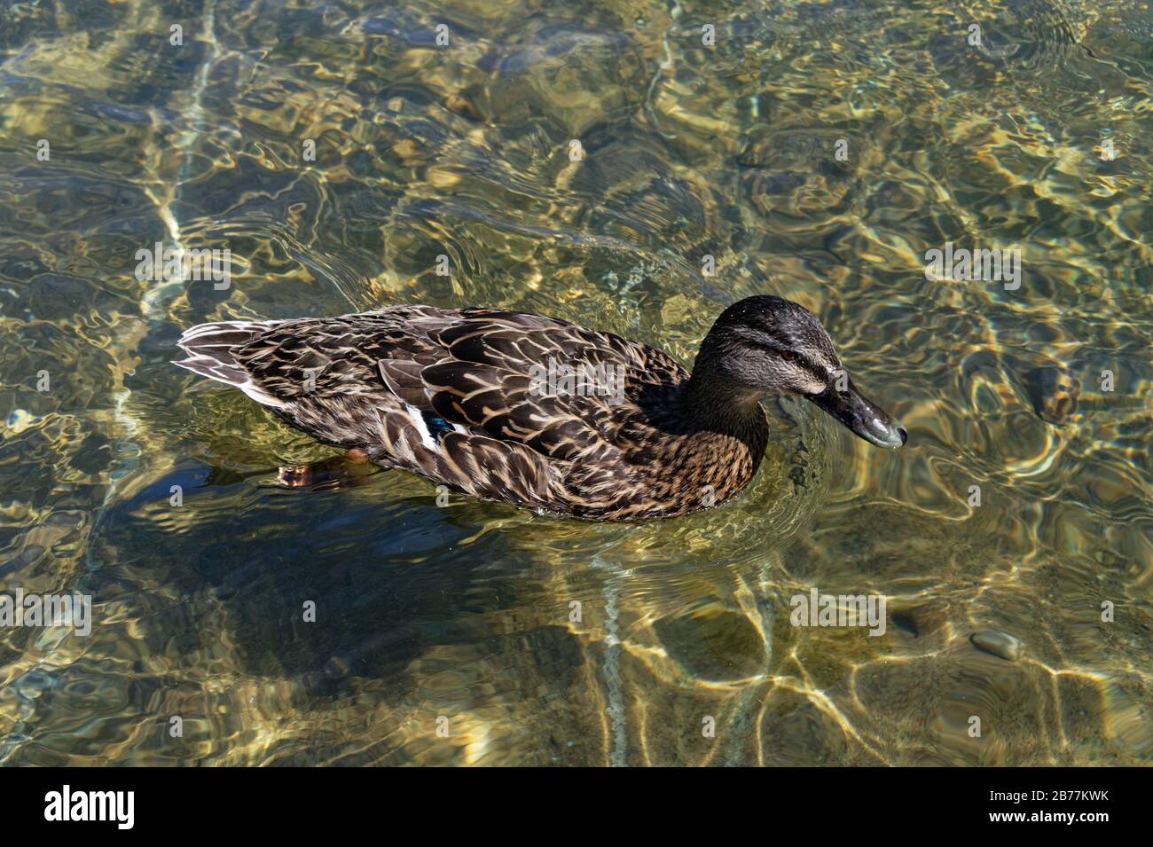 Sunlight shafts dapple the fresh, clear water of Lake Rotiti in Nelson ...