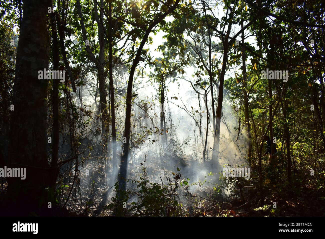 fighting forest fire without protective gears and protection Stock ...