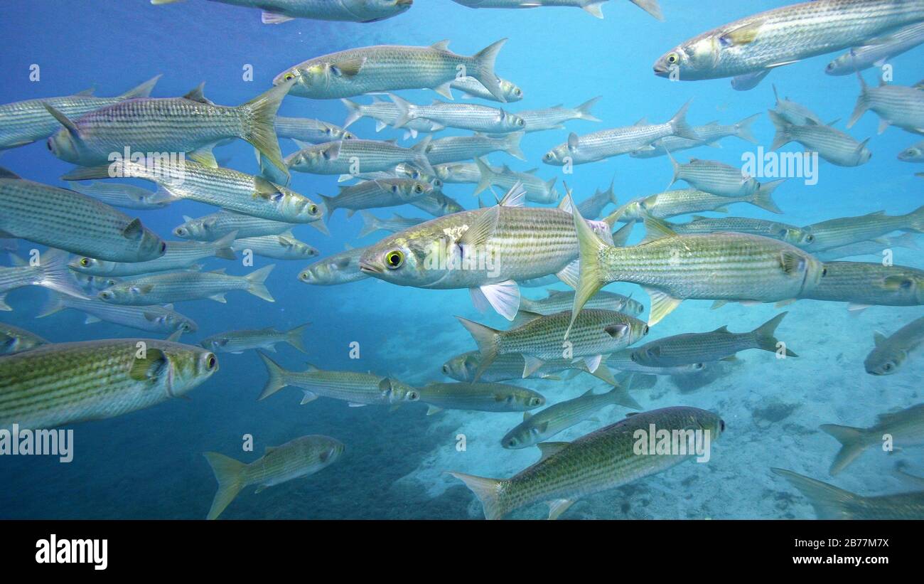 Schools of Grey Mullets (Mugilidae) gather in the shallows of King's ...