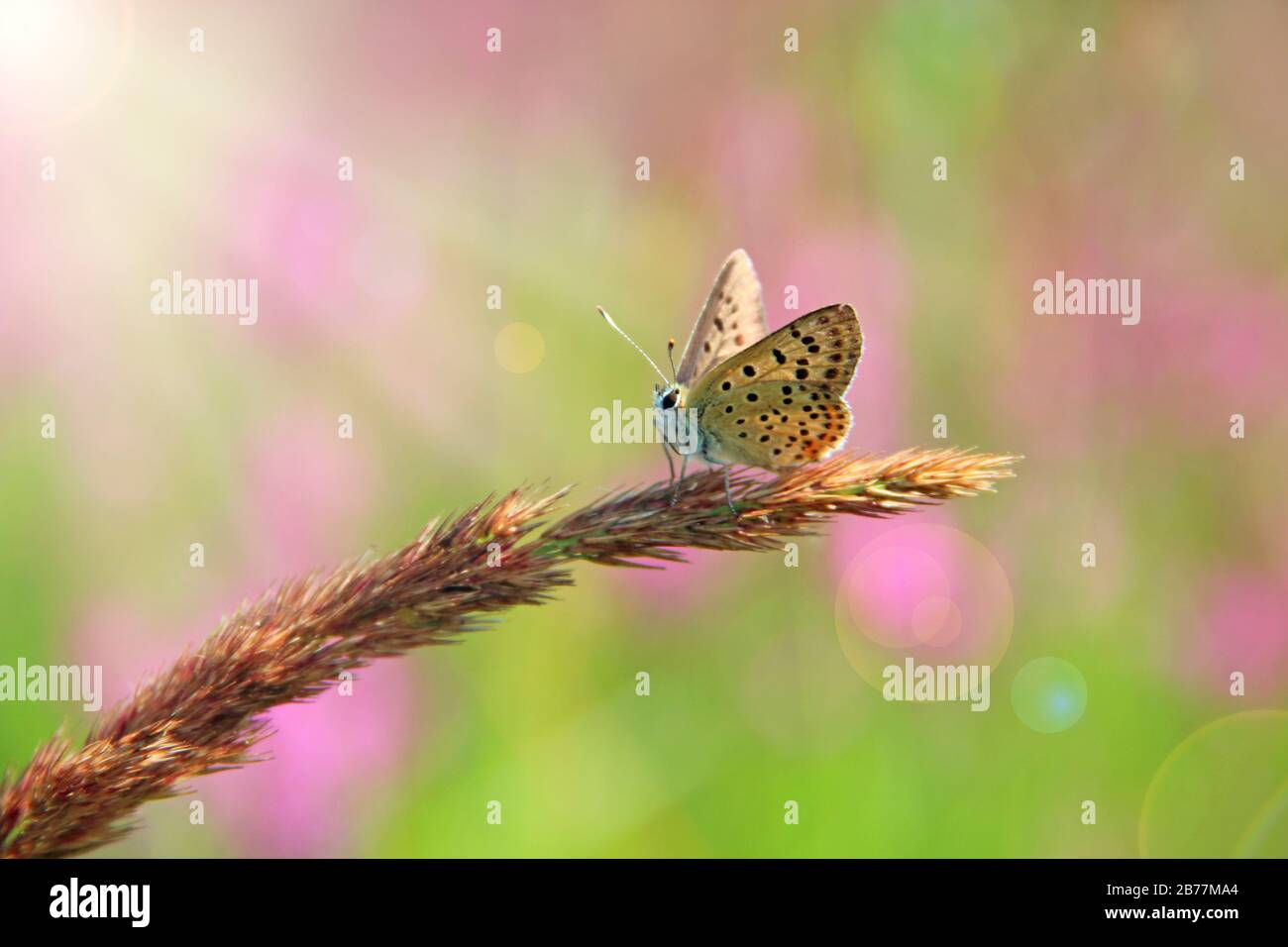 Butterfly of Silver-studded blue sitting on dry blade close up in sunny ...