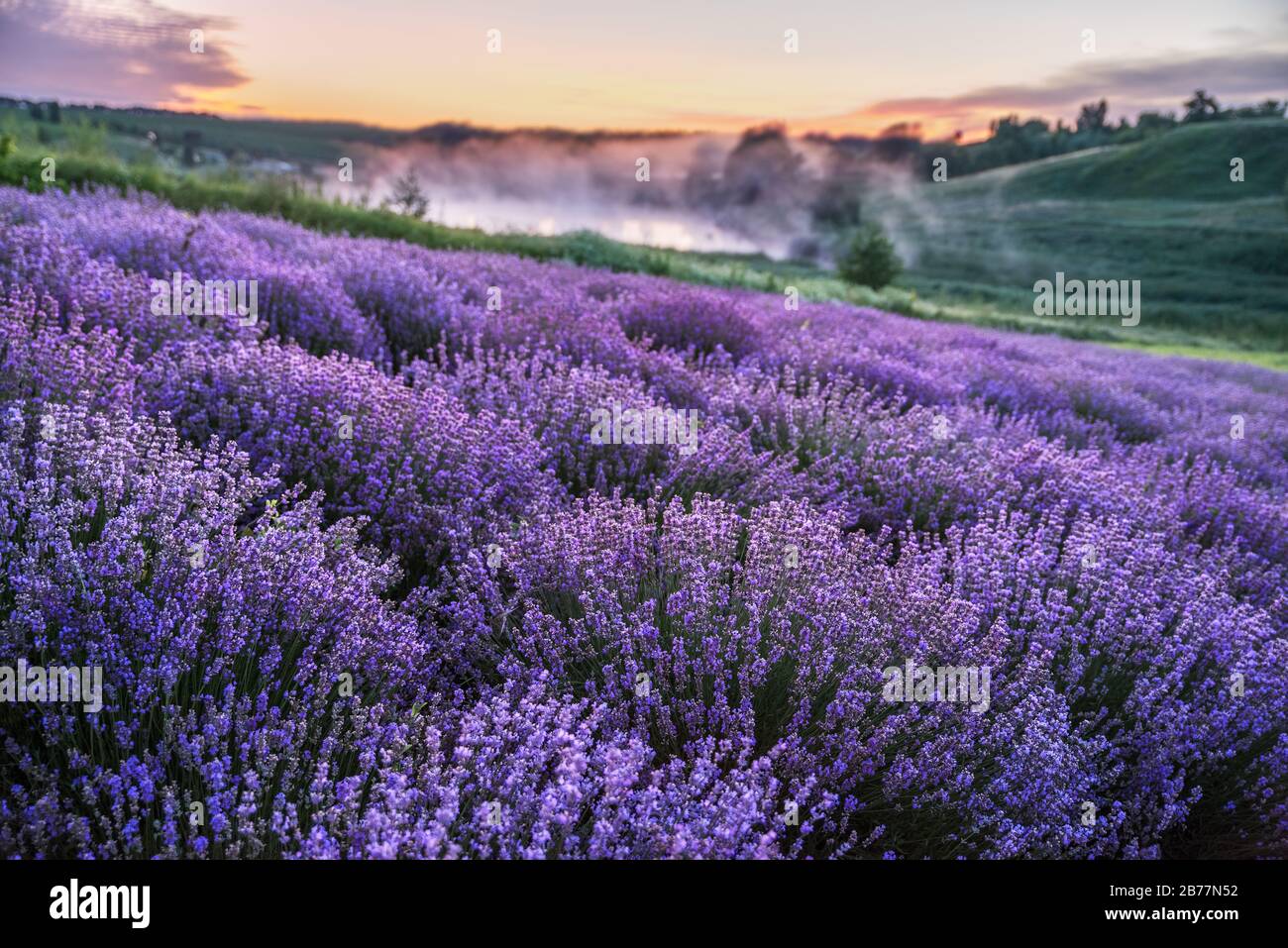 Colorful flowering lavandula or lavender field in the dawn light. A ...
