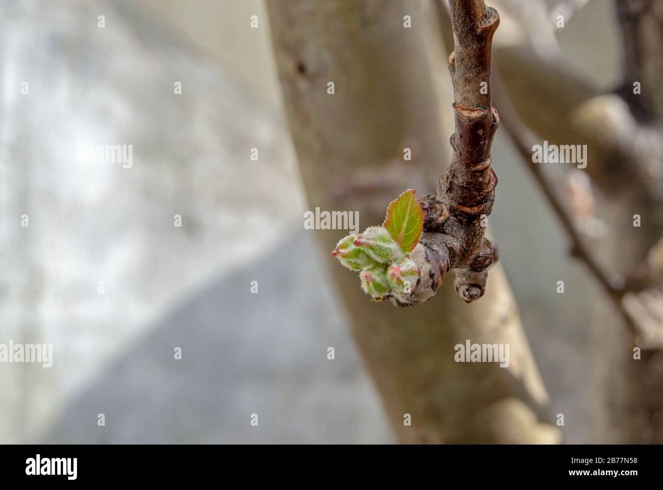 The rebirth of small shoots/buds on the apple tree to later become ...