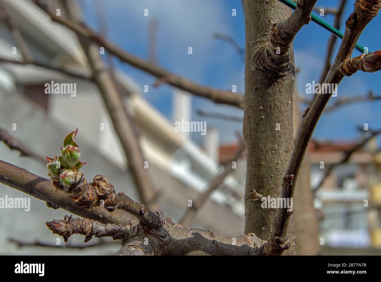 The rebirth of small shoots/buds on the apple tree to later become ...