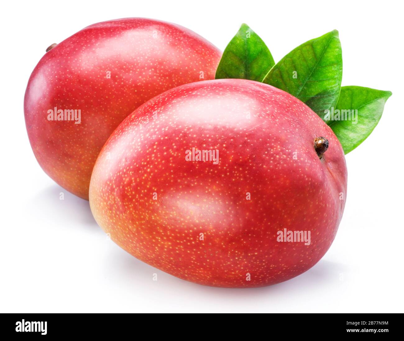 Two whole mango fruits with mango leaves on a white background Stock ...