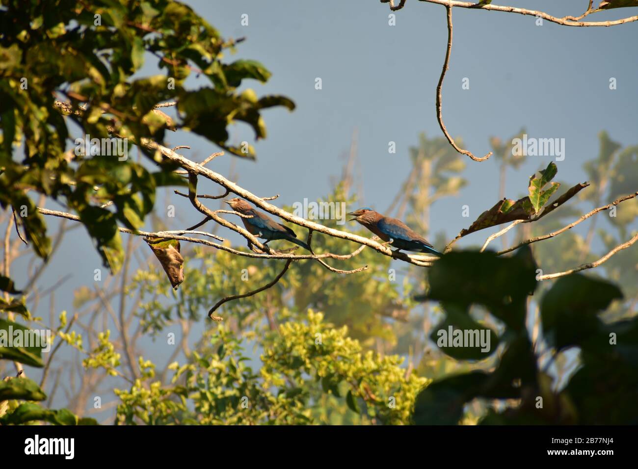 birds flew away as their nest burns Stock Photo - Alamy