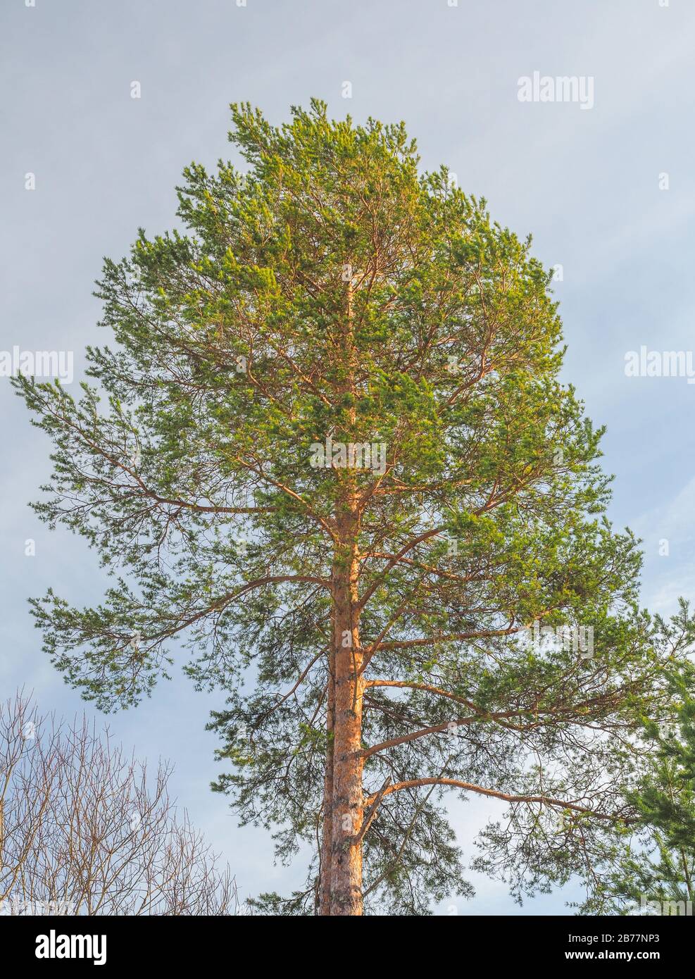 tall pine in the forest Stock Photo - Alamy
