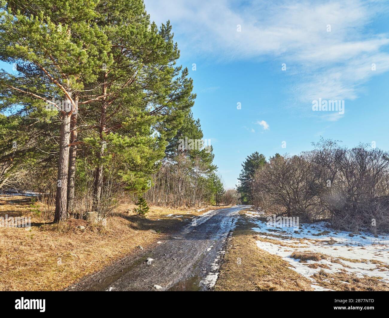 road in a pine forest. Spring Stock Photo - Alamy