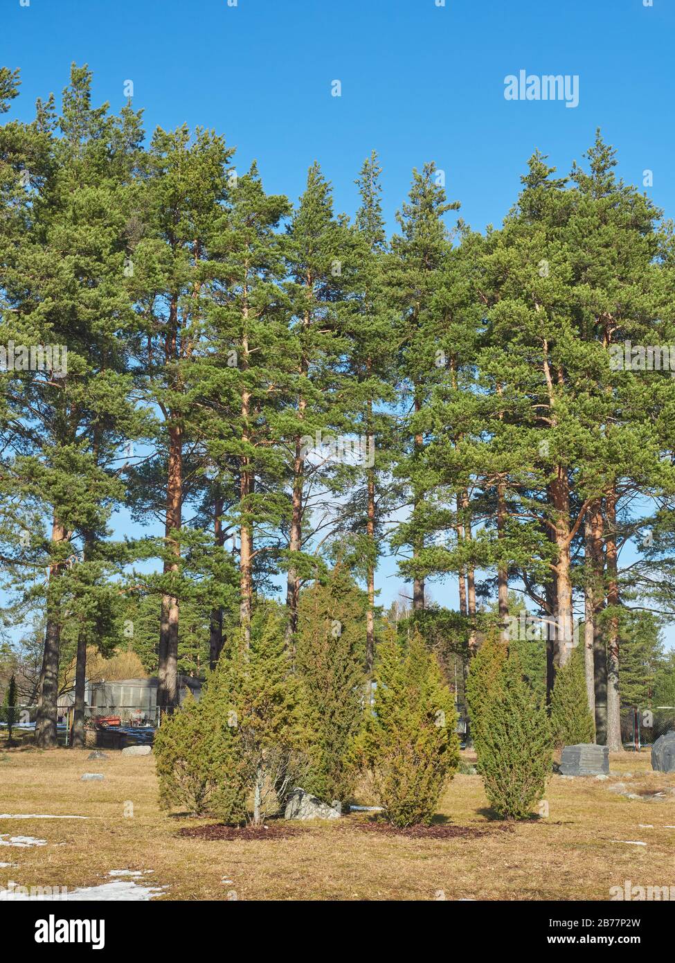 pine trees in the park. Spring Stock Photo - Alamy