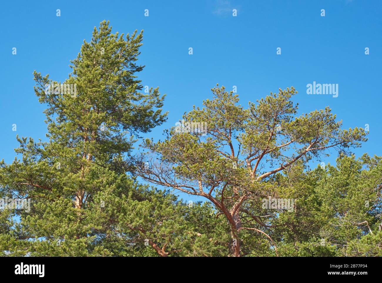 pine trees in the park. Spring Stock Photo - Alamy