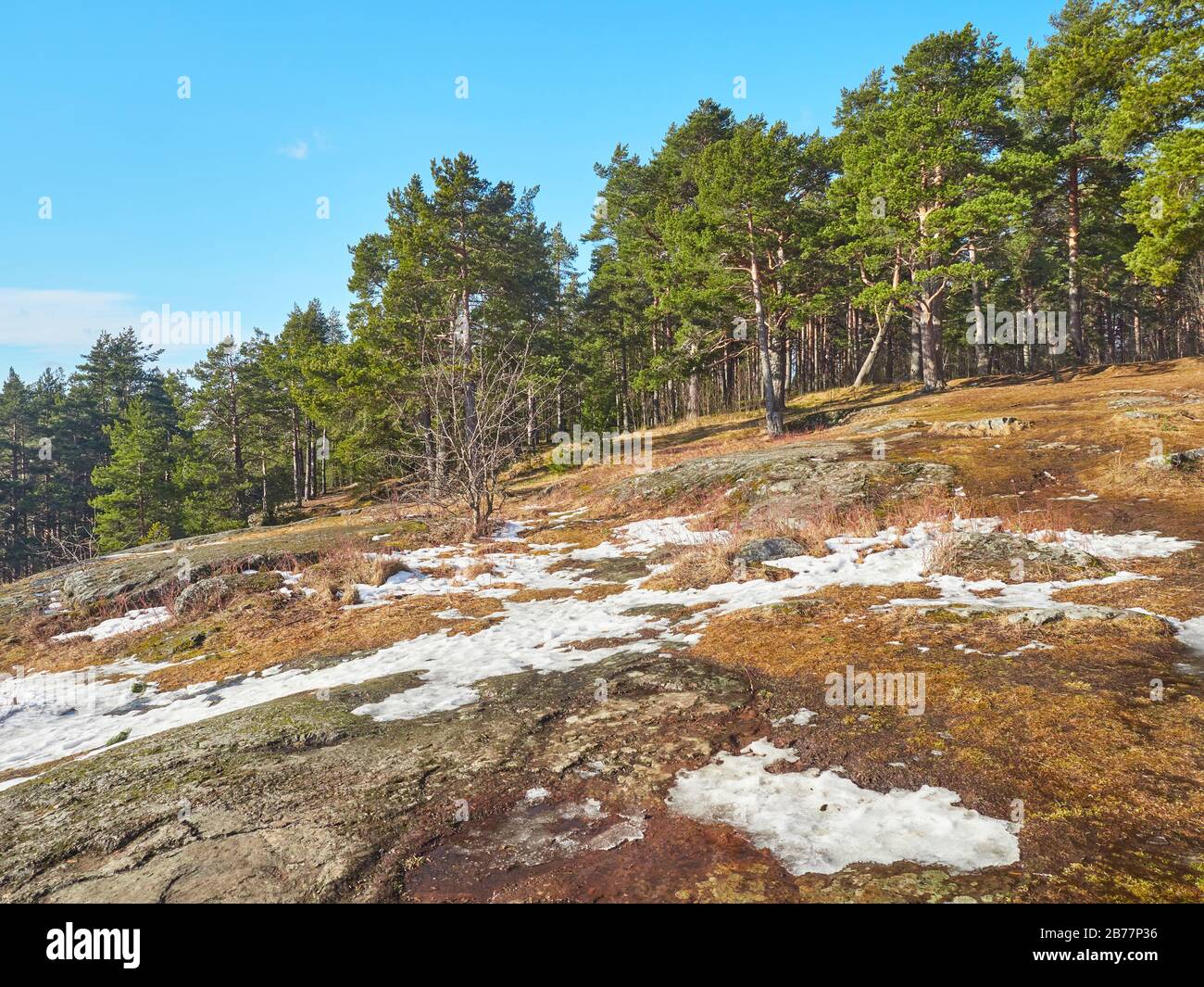 pine trees on the rock. Spring Stock Photo - Alamy