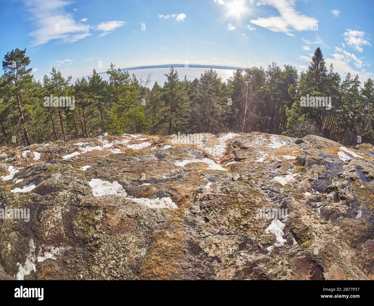 pine trees on the rock. Spring Stock Photo - Alamy