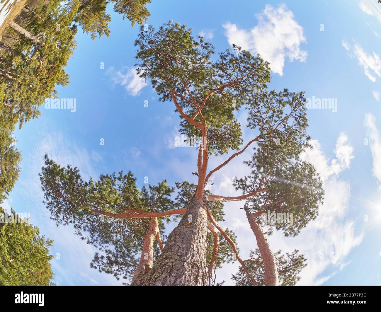 pine trees in the park. Spring Stock Photo - Alamy