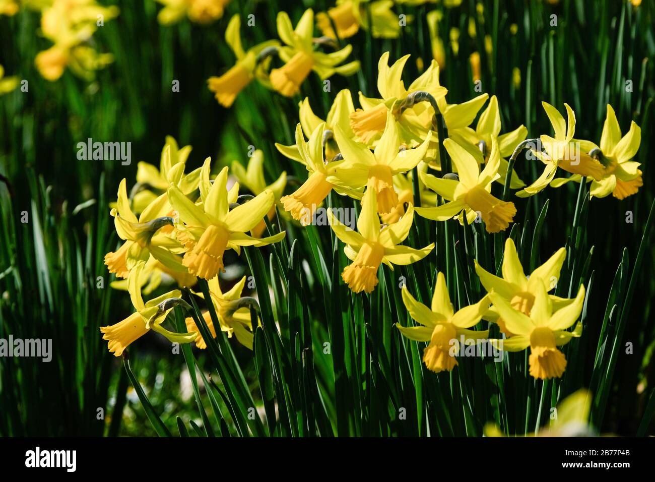 Jonquilles de jardin de printemps hi-res stock photography and images - Alamy