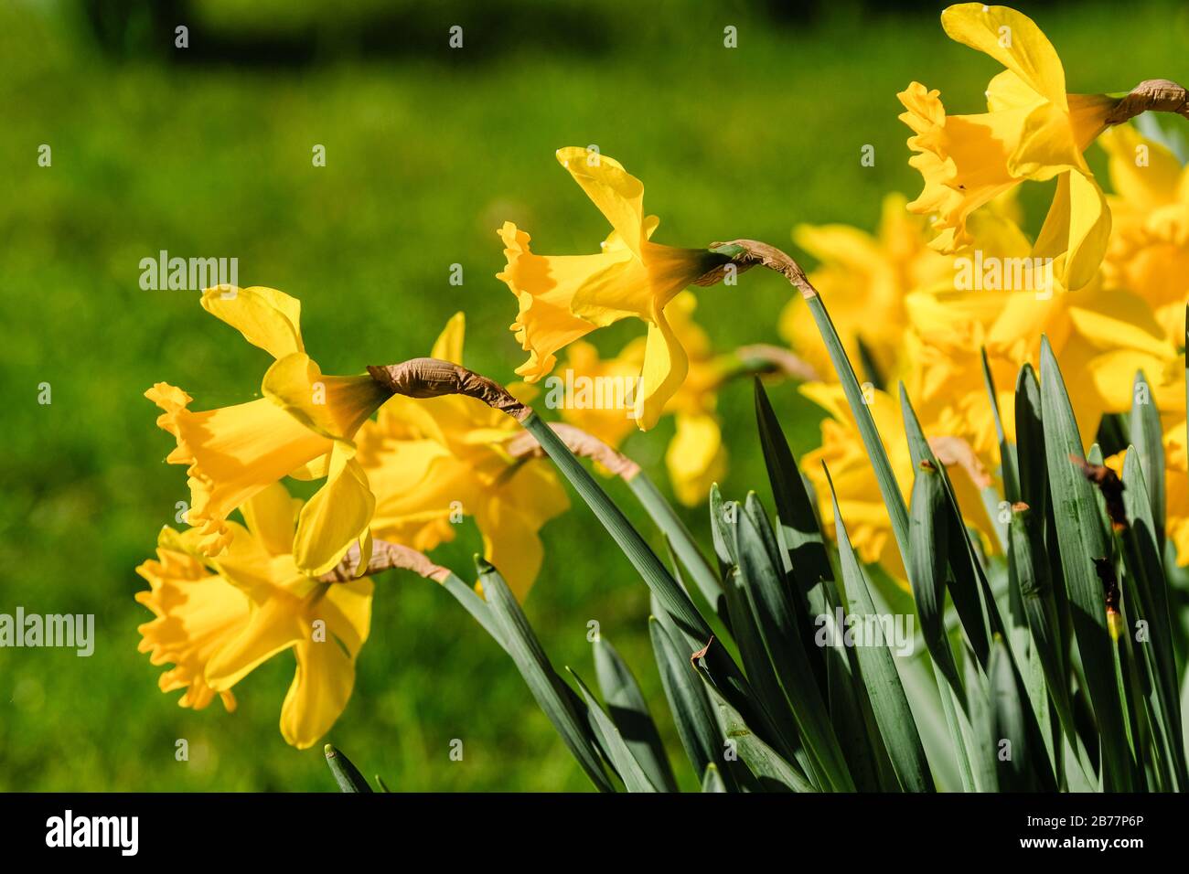 Jonquilles de jardin de printemps hi-res stock photography and images - Alamy